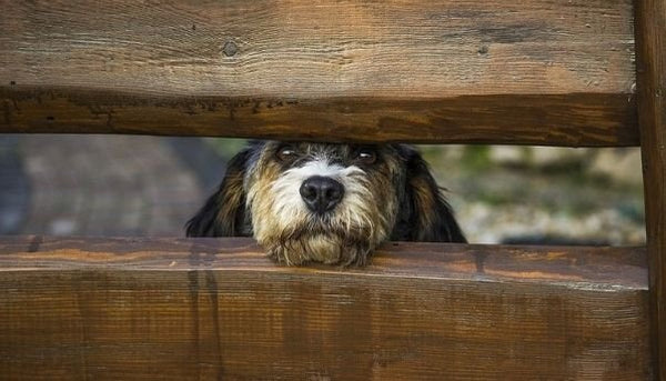 The Raw Feeding Guide – The Farmer's Dog UK
