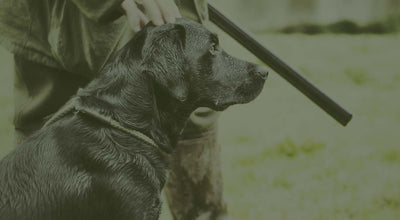 About Us – The Farmer's Dog UK