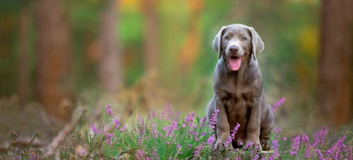 The Farmer's Dog | Raw Dog Food | Natural and Essential – The Farmer's ...