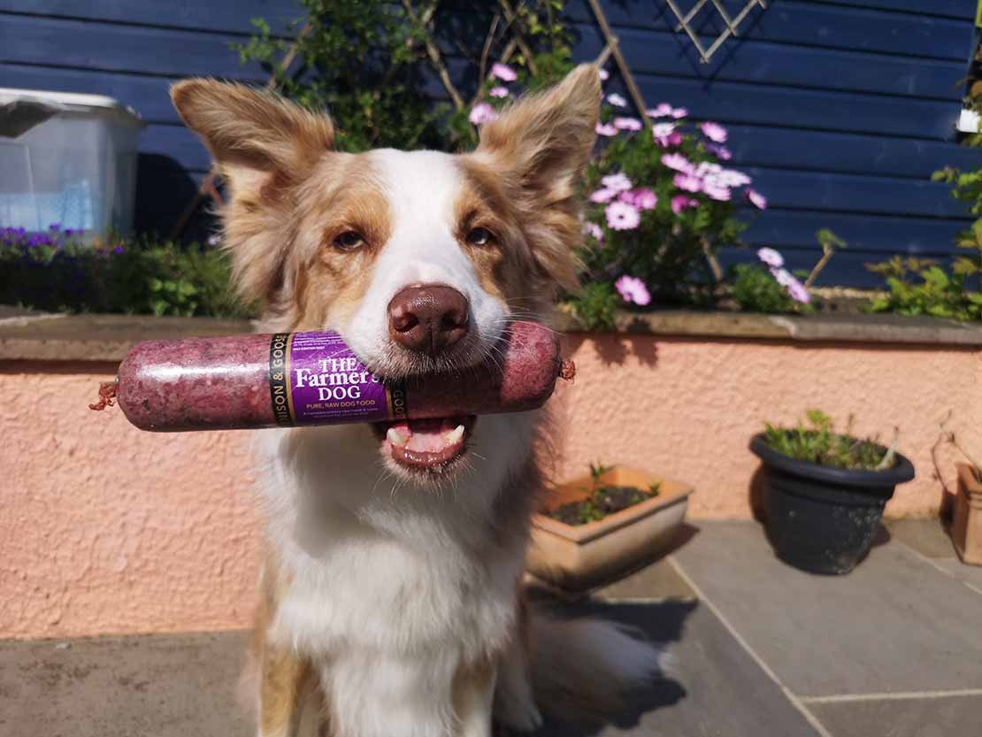 The Farmer's Dog | Raw Dog Food | Natural and Essential – The Farmer's ...